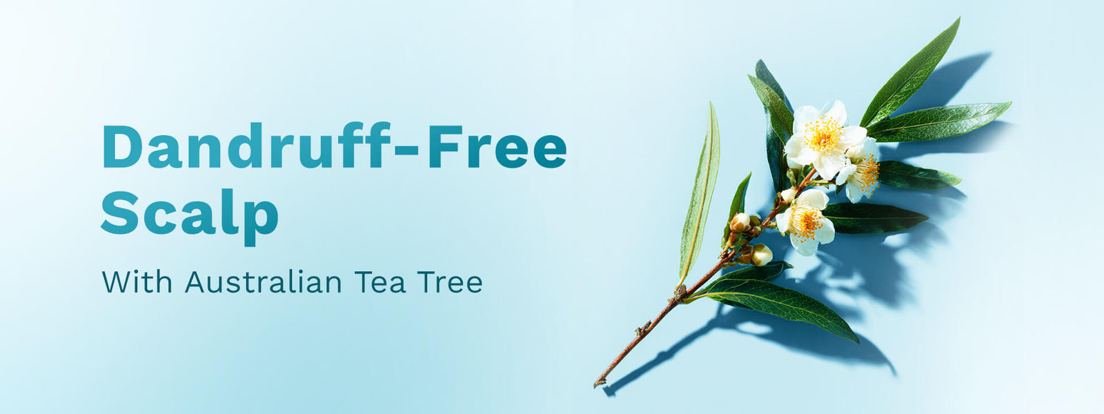 Buy Tea Tree Hair Products Online at Best Prices